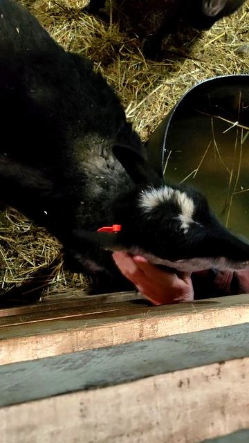 Любовь к животным — маркер человечности 🐾❤️