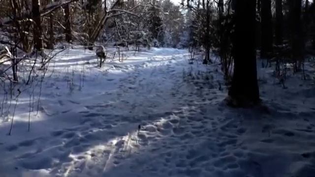 Красиво. Снежно. Холодно. Зима в лесу Телеши