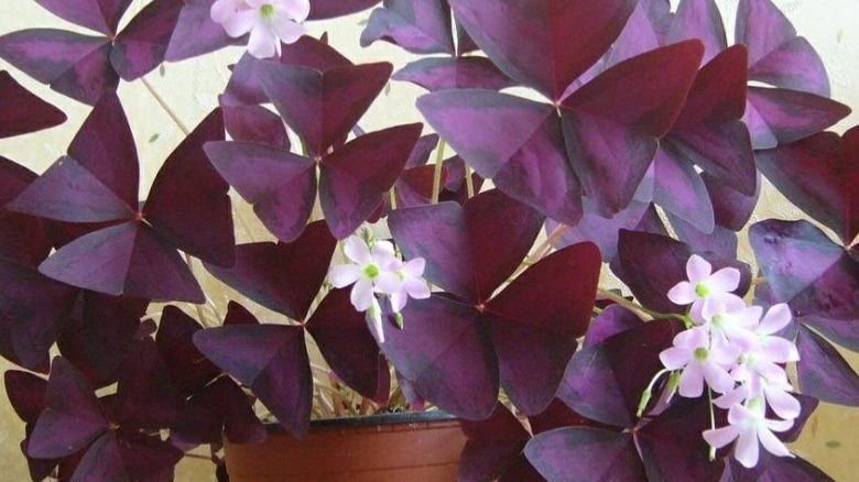 Домашний цветок  ОКСАЛИС ( бабочки, кислица)