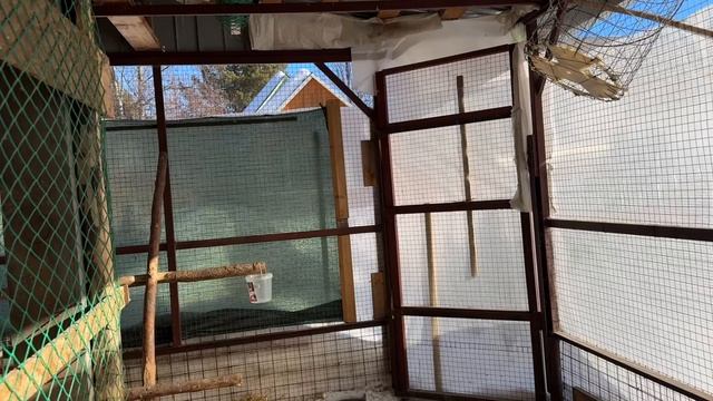 Взрослые куры