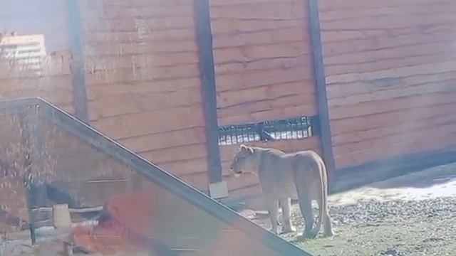 110326гЭксклюзив ДОСКИ снятыобщение Шерхана и Кирынашей ласкуше зубки показали