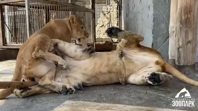 Львята Север-Алай и Киара Вдвоём веселее lion animals челябинск [get.gt]