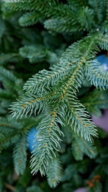 Ель ИЗУМРУДНАЯ ЭДИТ шары (7сек)