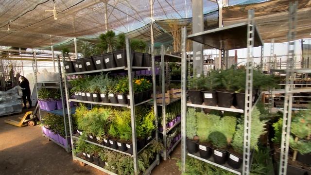 Питомник Лаванда, Пятница 13