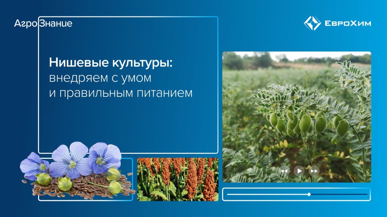 Нишевые культуры: внедряем с умом и правильным питанием