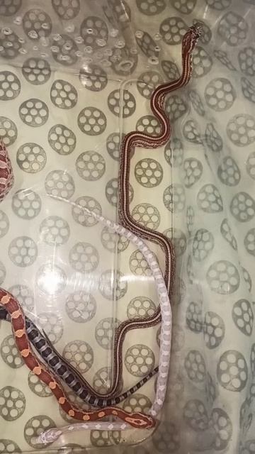 Продаются малыши маисового полоза моего разведения.