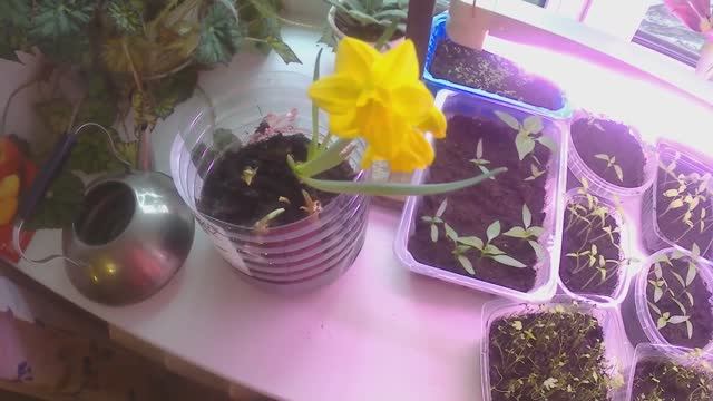 Луковичные из фикс прайса// ожидание и реальность.