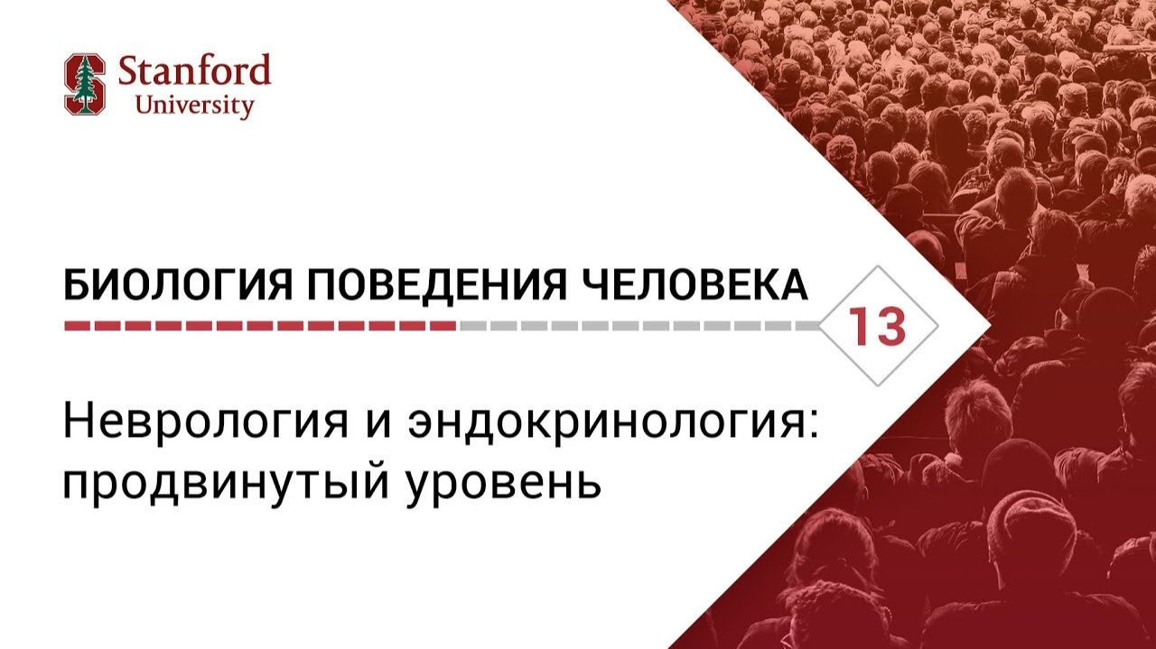 Биология поведения человека: Лекция #13. Неврология и эндокринология: продвинутый уровень