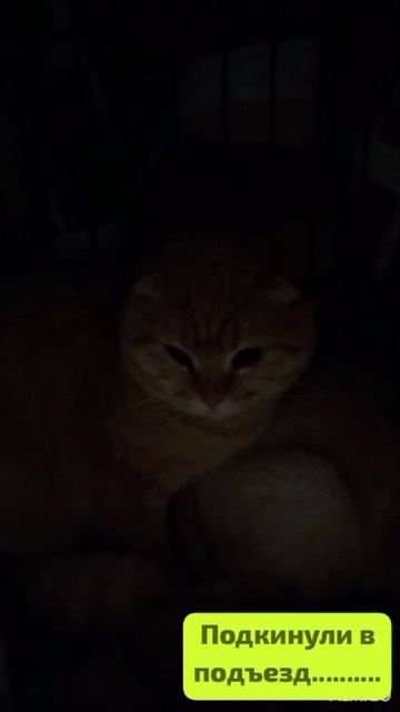 Подброшены больные котята тёмной ночью в коридор.