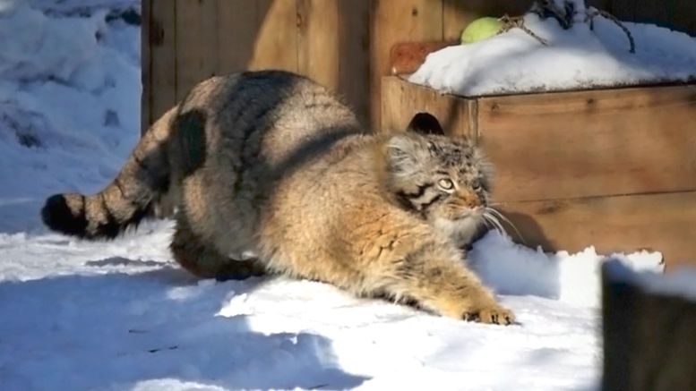 Утренняя растяжка от манула Ачи, а еще лапки, хвостик и две прекрассные Дамы.