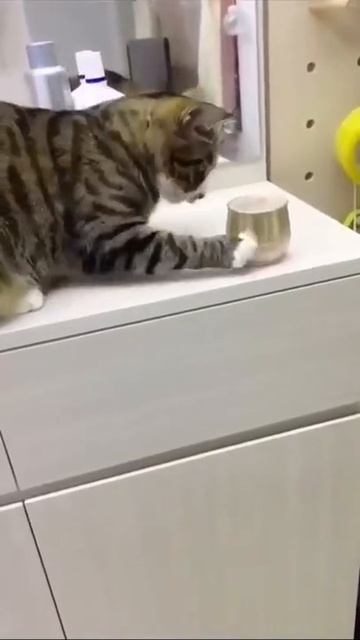 Когда пушистый проказник попался: как наши котики выкручиваются 🐱