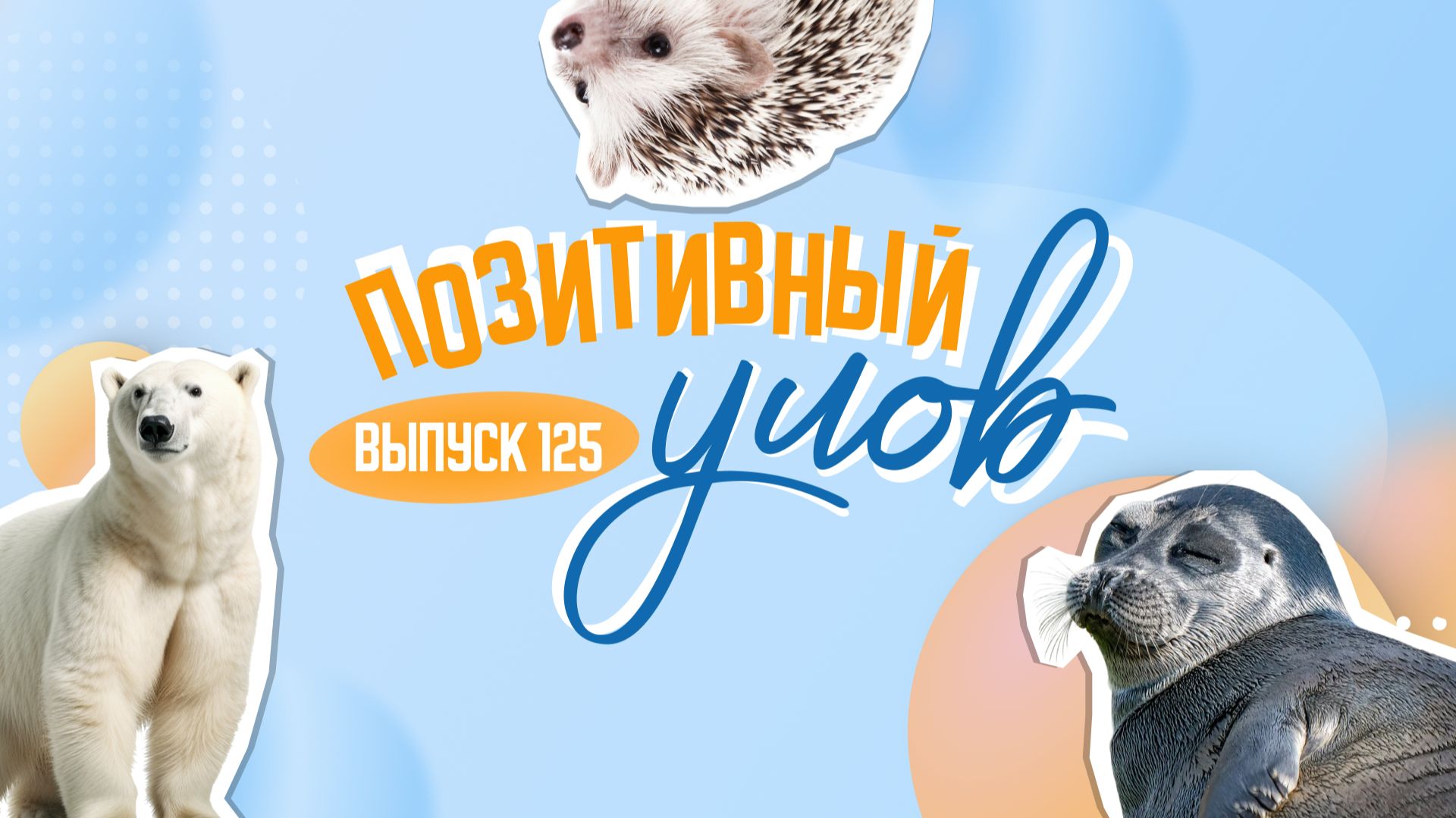 Спасение маленькой нерпы и прогулка в компании домашнего ежа. "Позитивный улов"
