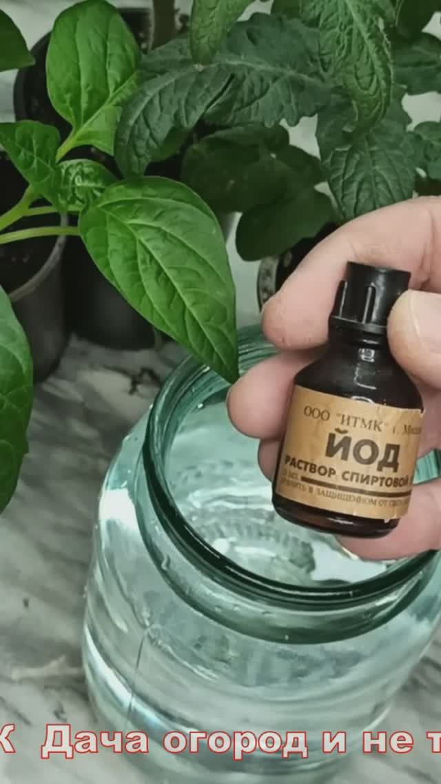 Кормлю любую рассаду. Мед и йод для подкормки рассады  #рассада #огород #подкормка #выращивание