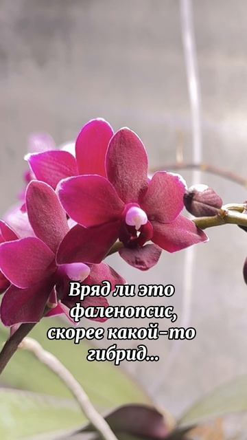 Чёрная жемчужина, она же Свеклуша