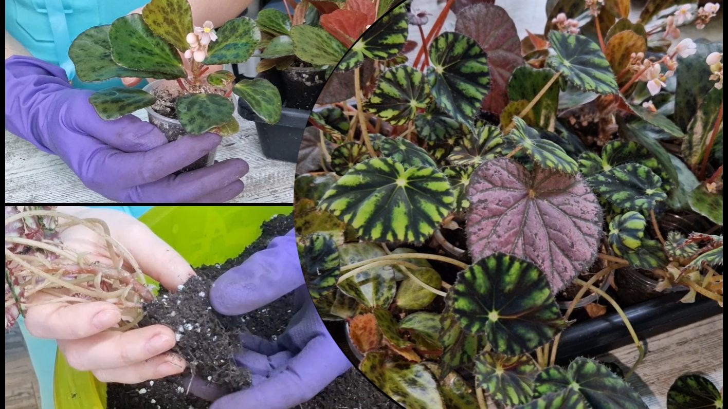 Контейнер с бегониями. Обновляю грунт и объёмы. Секретики выращивания бегоний в домашних условиях