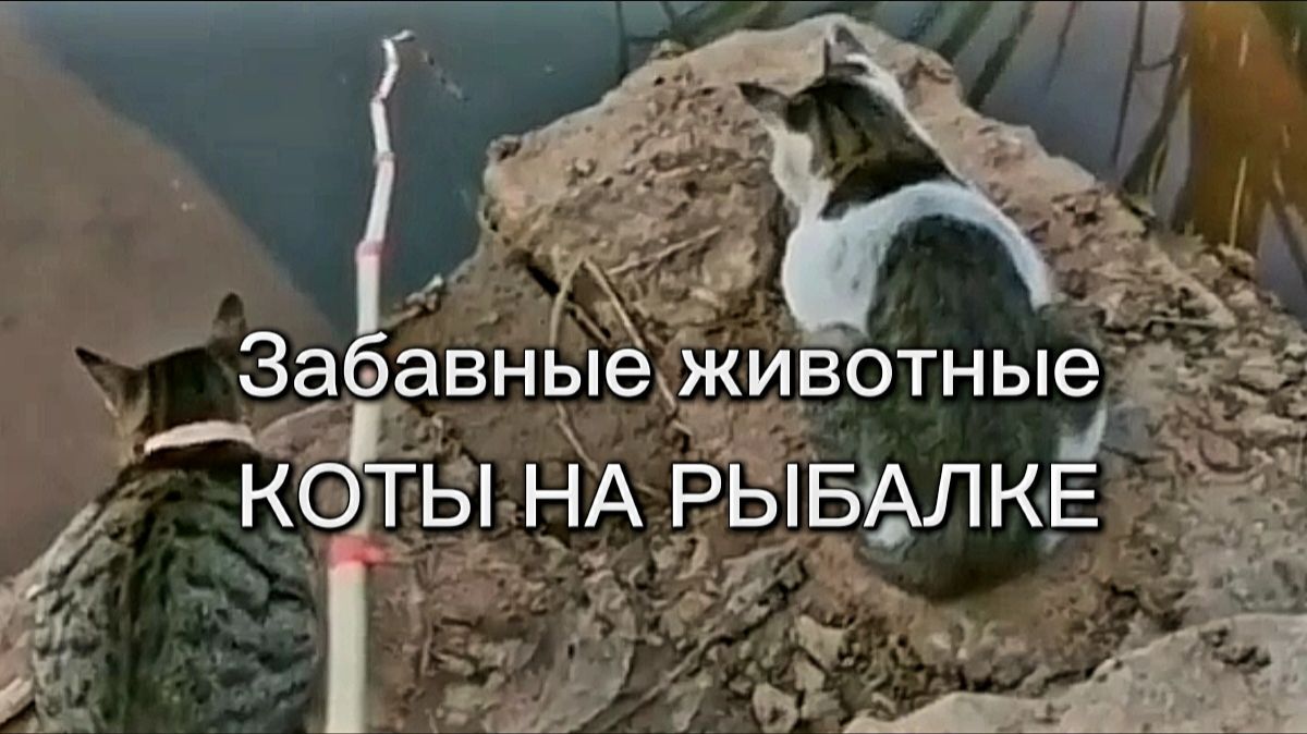 Забавные животные. КОТЫ на рыбалке. Кошки ловят рыбу