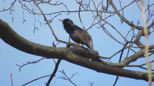Весна пришла, скворцы прилетели