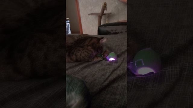 новая игрушка