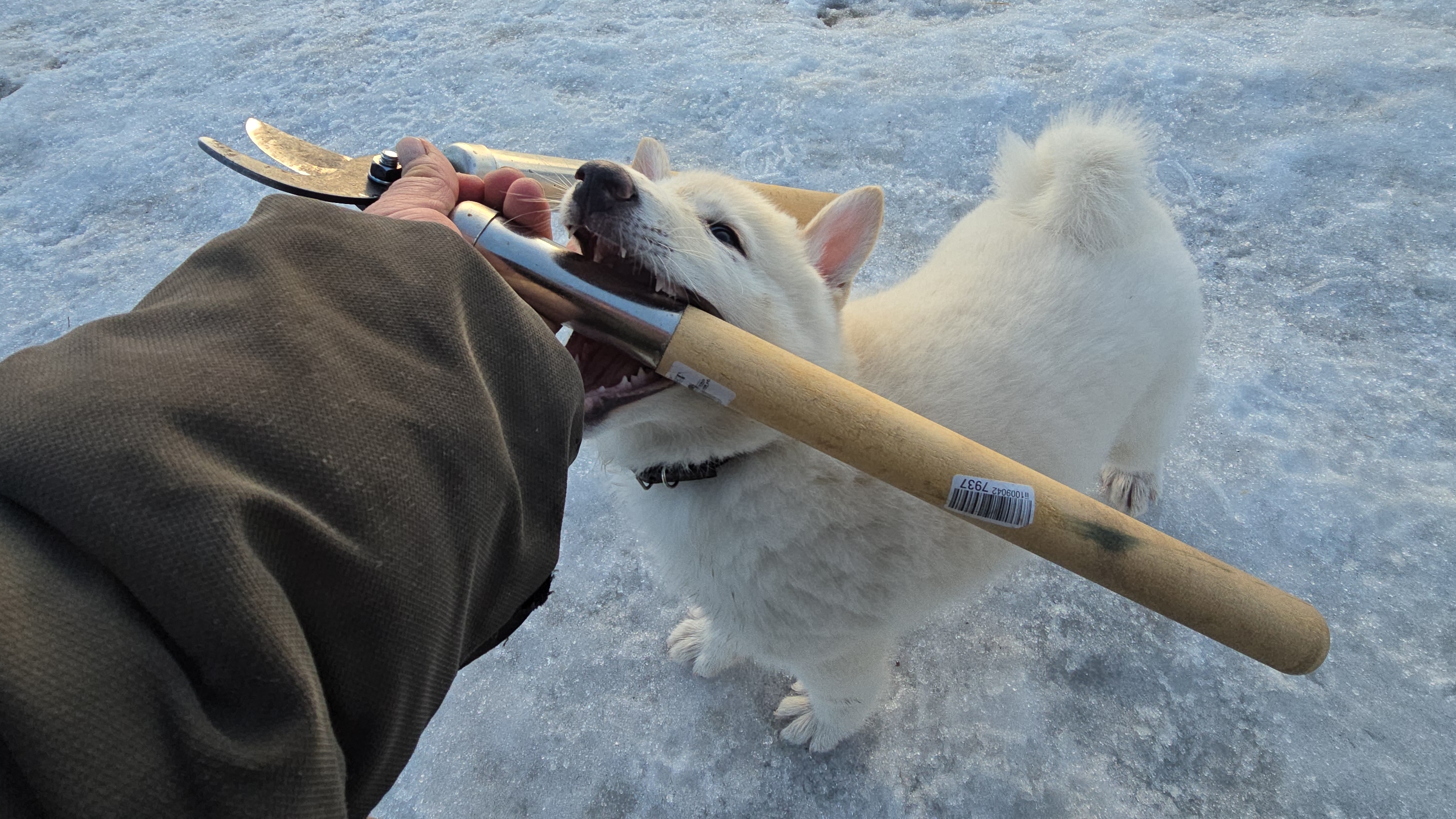 Младший помощник