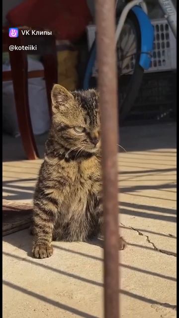 кот злодей)))))