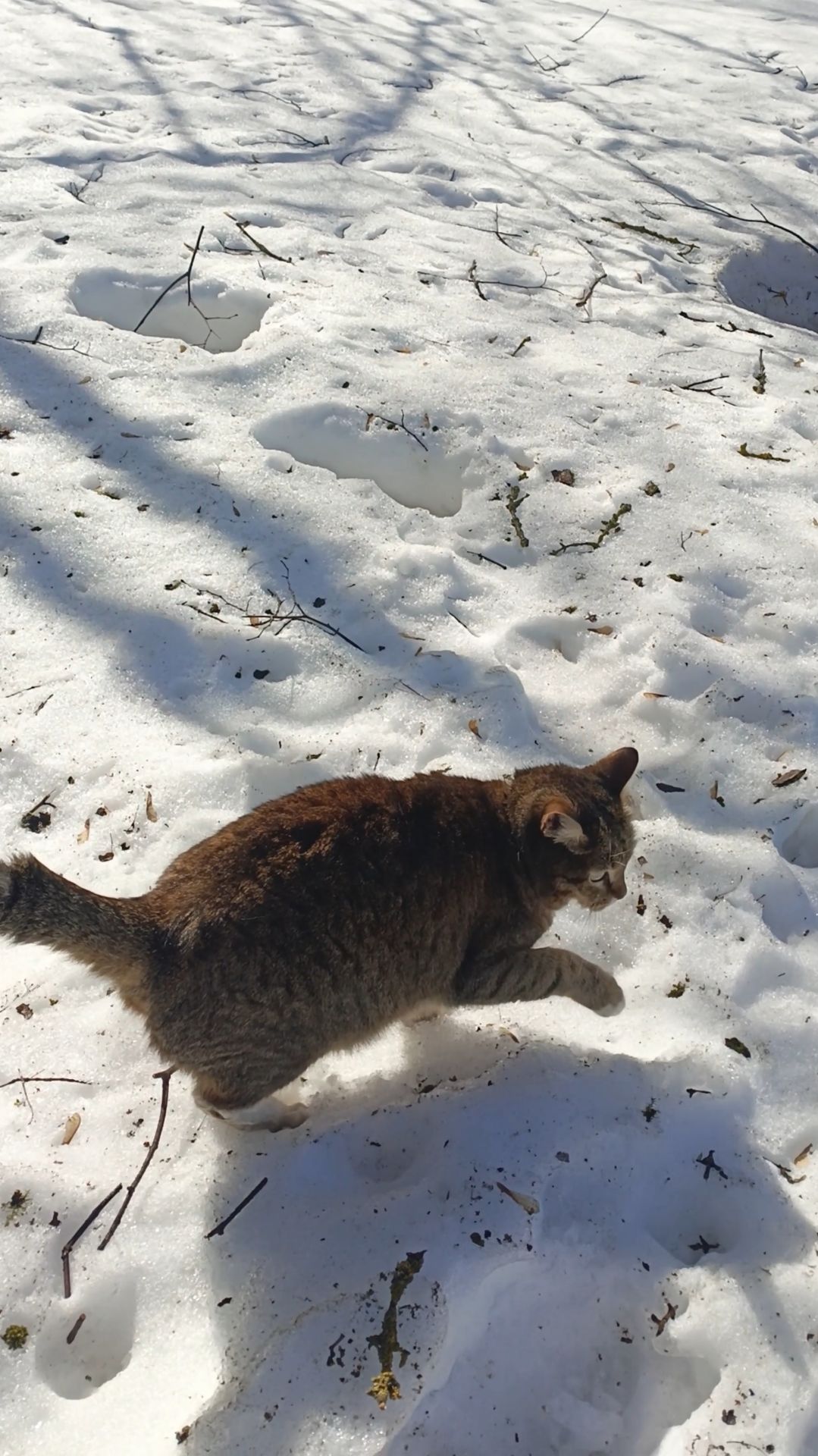 Так выглядят дороги весной #велосипед #приключение