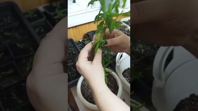 Формирование граната