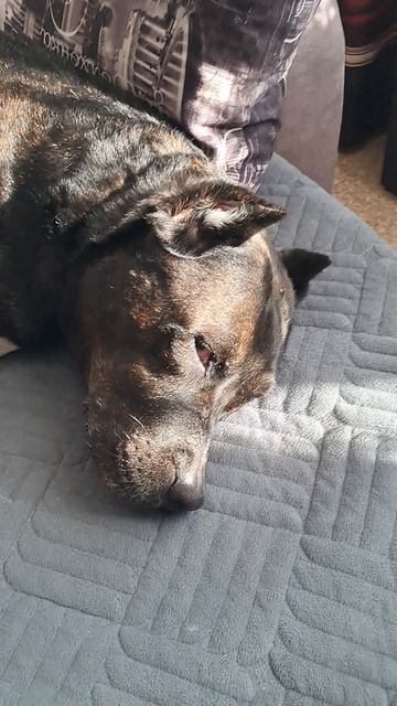 Ладушка греет косточки на солнышке.☀️ Солнечные ванны очень важны для возрастных собак🌞Любимочка😍