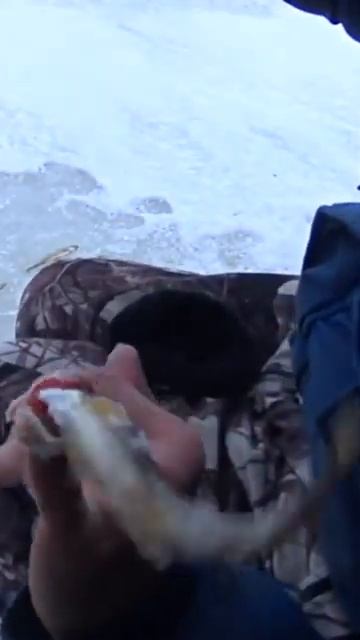 У корюшки острые зубы вцепился в палец shorts