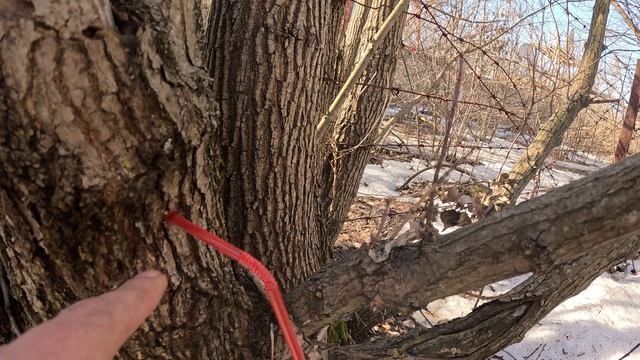 13 марта 26г Кленовый сок