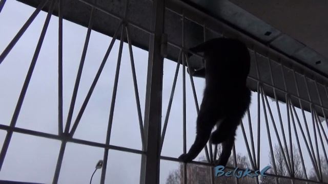 Кот Джим развлекается..