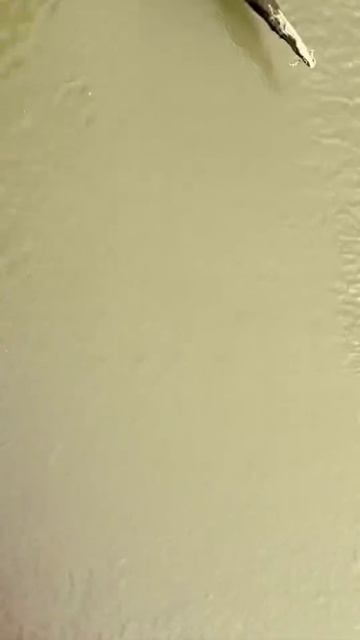 Огромный крокодил показывает, кто здесь главный