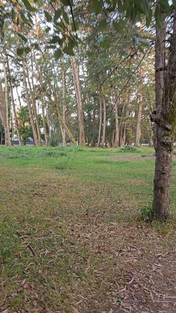 Парк Смецкого в Агудзерах