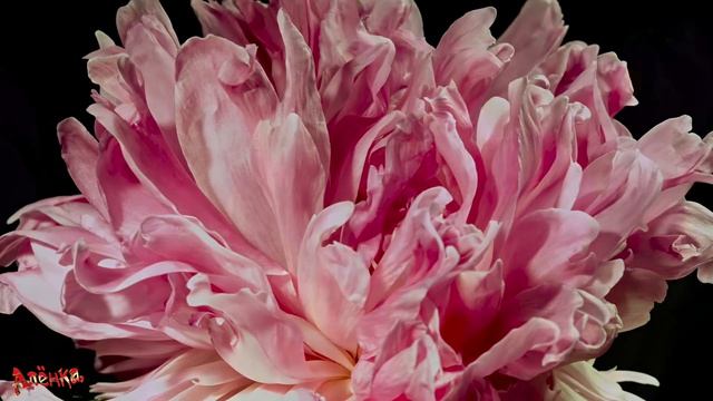 Релакс-видео. Так распускаются цветы 🥀🌹🌷