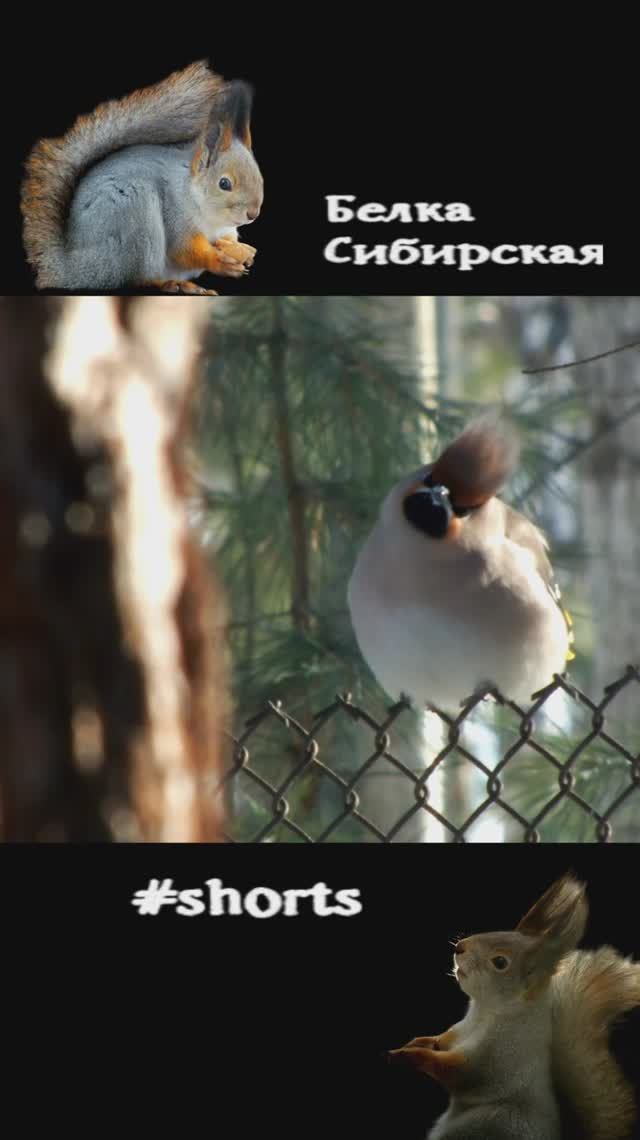 Свиристели на ветках и заборе