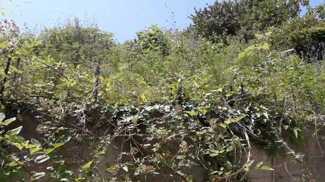 Как цветёт ежевика. Посёлок Новомихайловский, Туапсинский район. Дорога к морю.