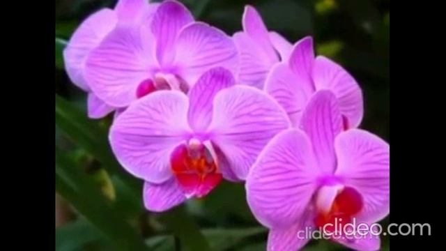 Асылбек Құрманбаев. Любимая. #путешествие #круиз #семья #саяхат #демалыс #отдых #отпуск