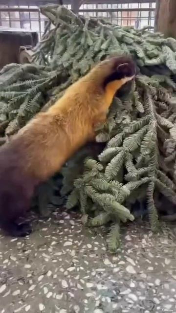 В Ленинградском зоопарке харзы обзавелись новым жилищем