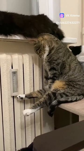 сонное царство котов