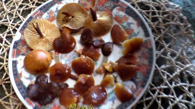 Зимние Опята, Иудино Ухо в марте.