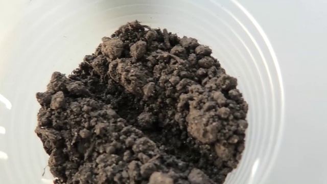 О посеве помидоров на рассаду