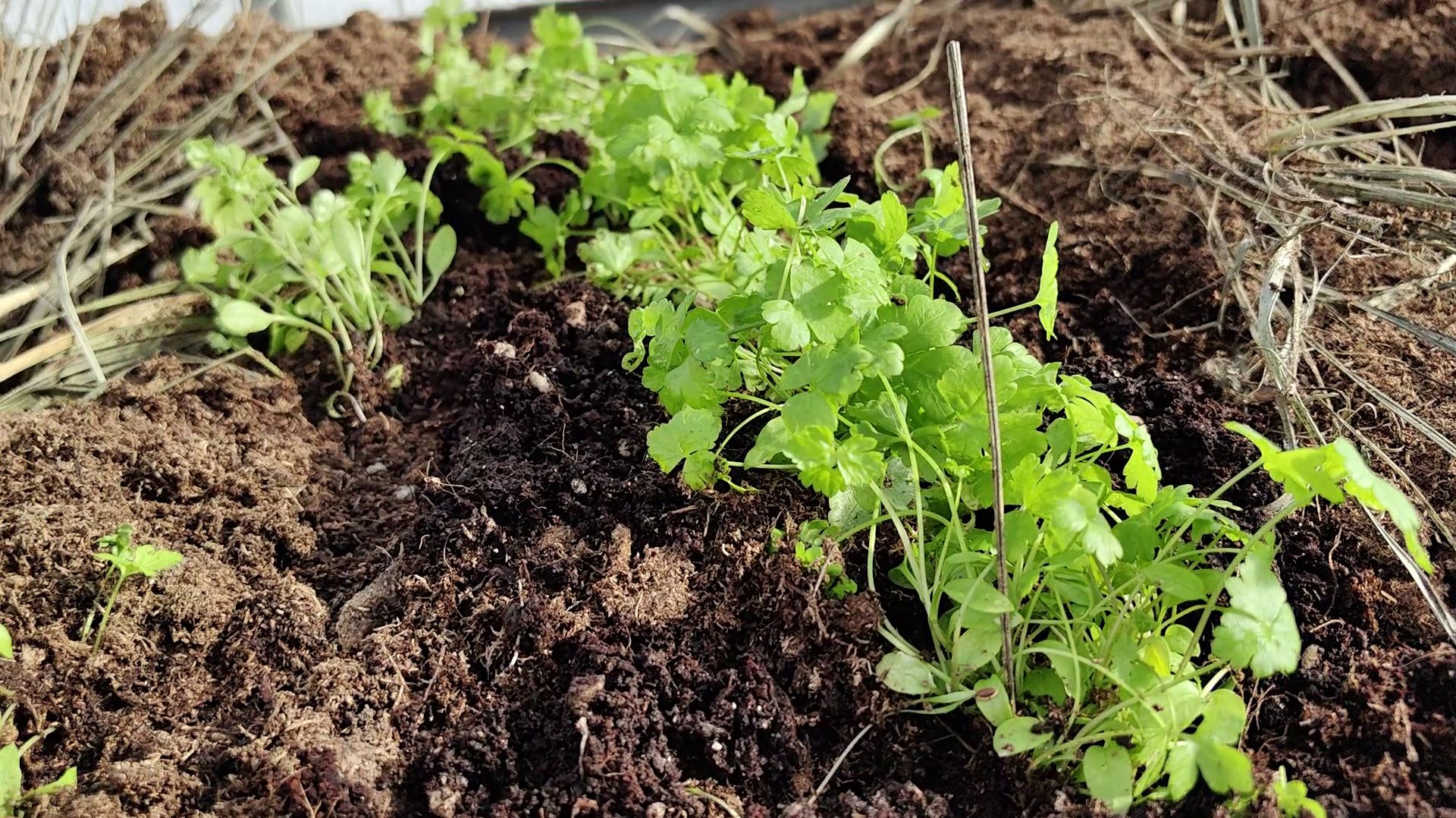 14.03.26г Открываем Дачный Сезон 2026 Посадила Зелень в Теплицу