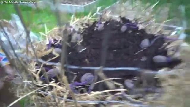 Potato Tower - вертикальное выращивание картофеля в башнях или соломе