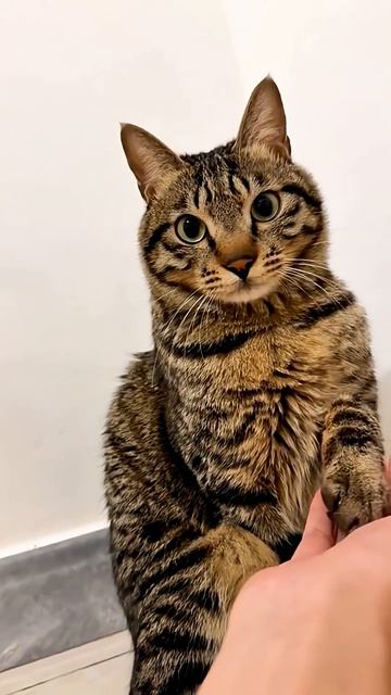 Приколы с котами.