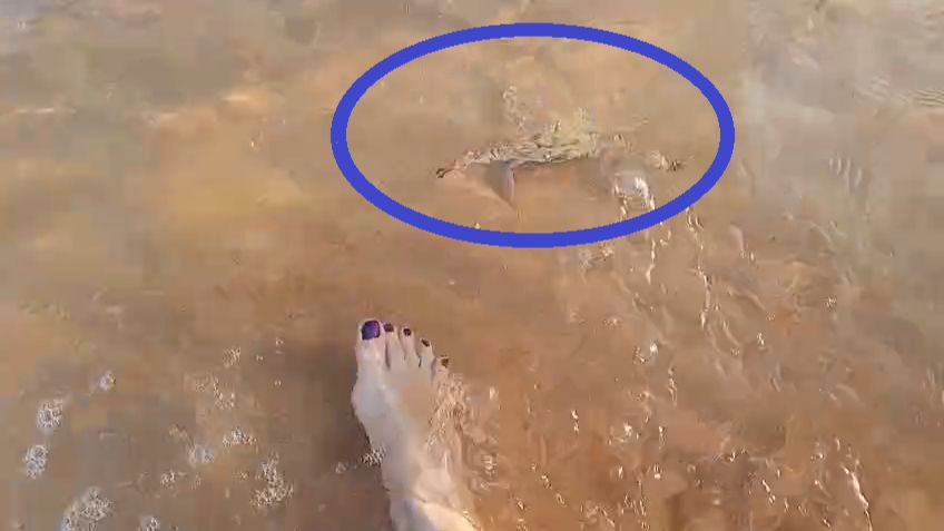 Это кто там на дне?