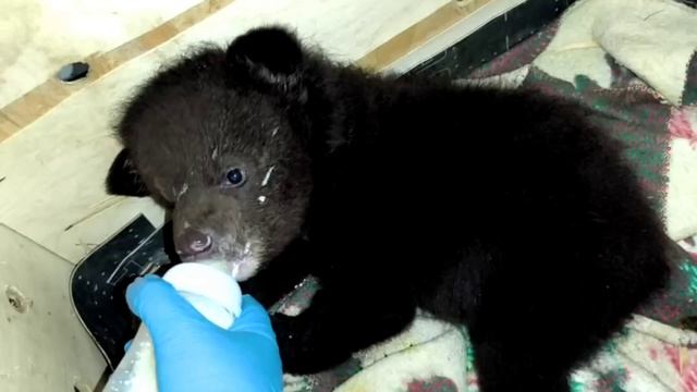 Детёныш Гималайской медведицы