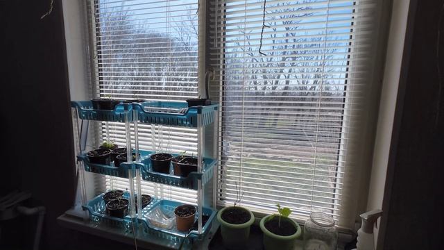 12,13 марта 2026г.Посадила ель и багряник.Копаю)