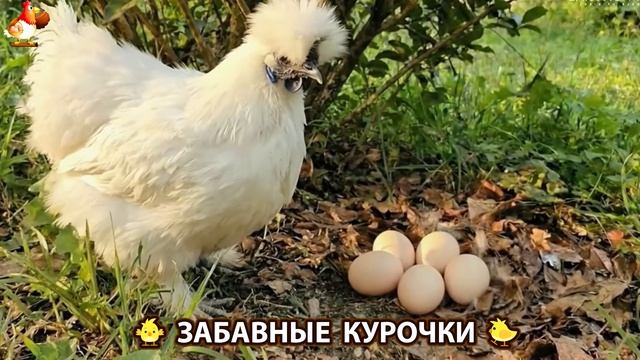 Забавные курочки несушки на сельском подворье 🤗😂😜 (124)