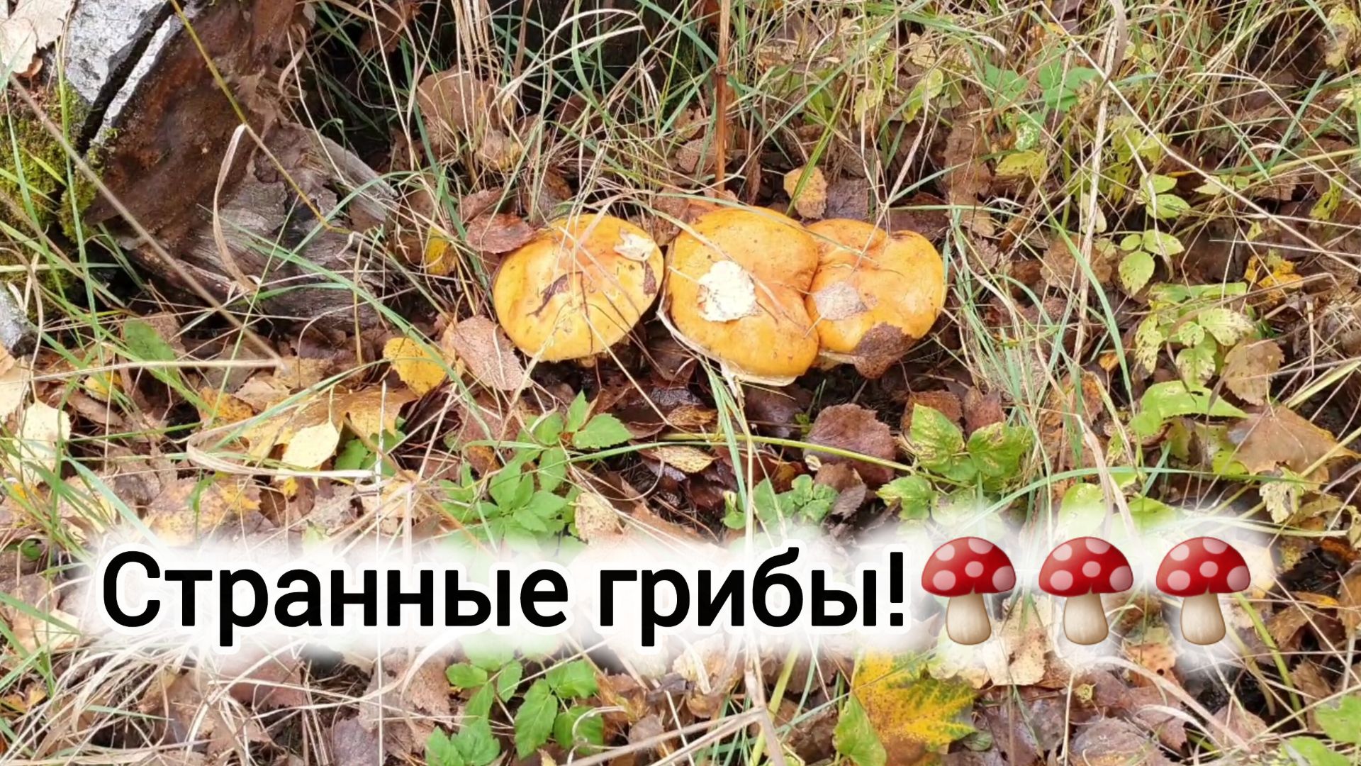 1-2.10.2024 ЗАРАЗИЛ МЕНЯ!😣СОБИРАЮ СЕМЕНА ПЕТУНИЙ!🌸ЧЕСНОК ГИГАНТ!🧄КРЮЧКИ ДЛЯ ТОМАТОВ!