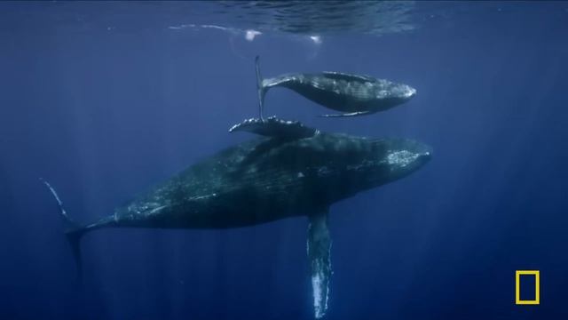 Дикие Гавайи