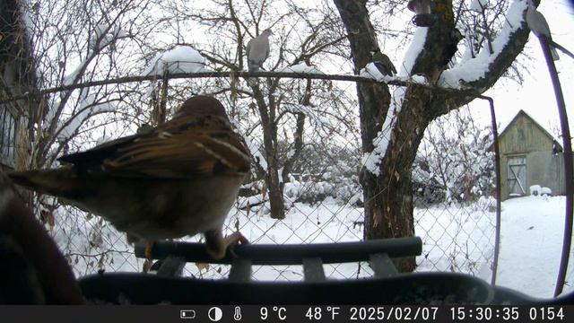 Птицы на кормушке. КОРМУШКА В САДУ
